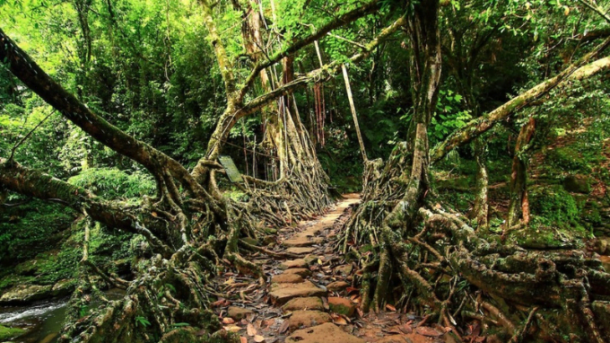 Living Root Bridges of Meghalaya : Location and Details