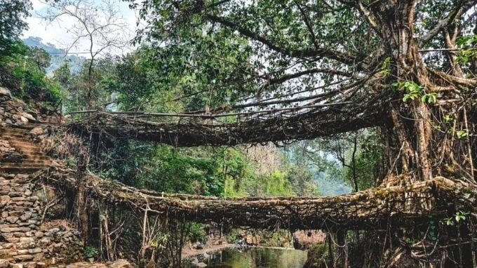 Living Root Bridges of Meghalaya : Location and Details