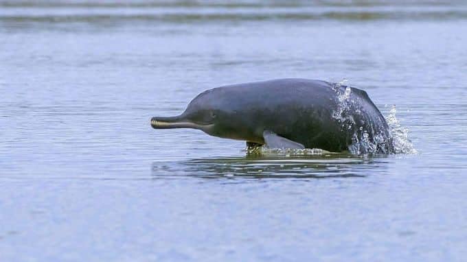 Xihu : Spotting Brahmaputra River Dolphin and Conservation