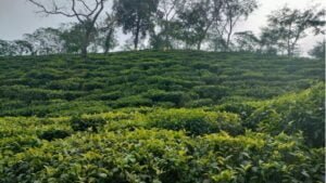 Picnic Spot Near Rani Assam : Waterfalls, Lakes and Resorts